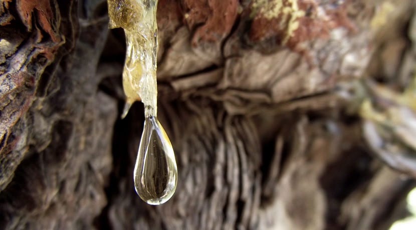 How to remove resin from the car: tricks, tips and what not to do