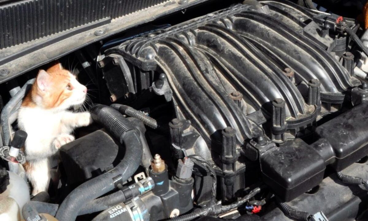 Cómo actuar si un gato se mete en el motor de tu coche: Consejos y ...