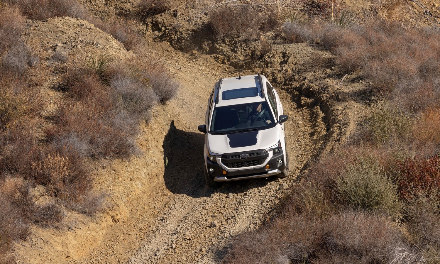 Subaru Forester Wilderness Edition, le SUV compact le plus robuste